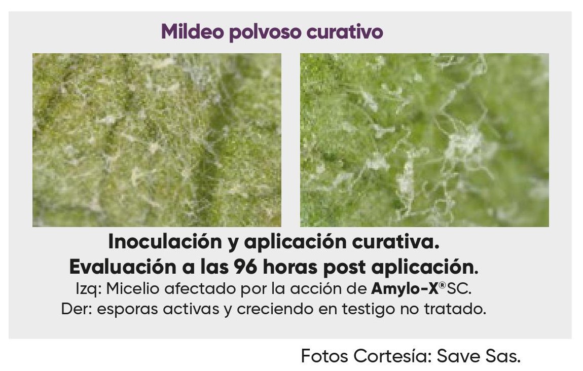 Corteva Agriscience presenta el fungicida biológico Amylo-X® SC